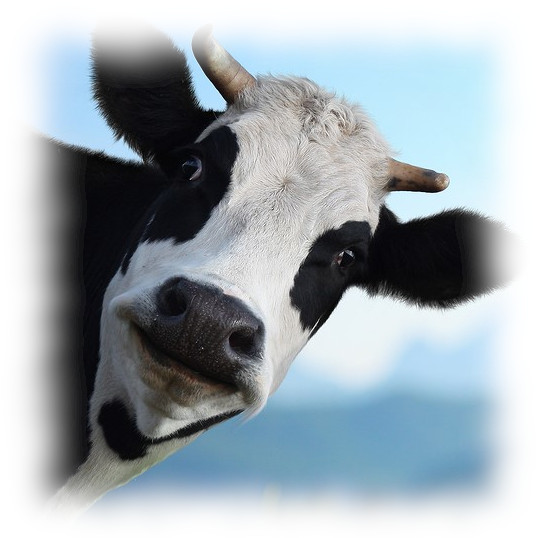 Holy Cow(s)! – Delhi, India – David Griffiths